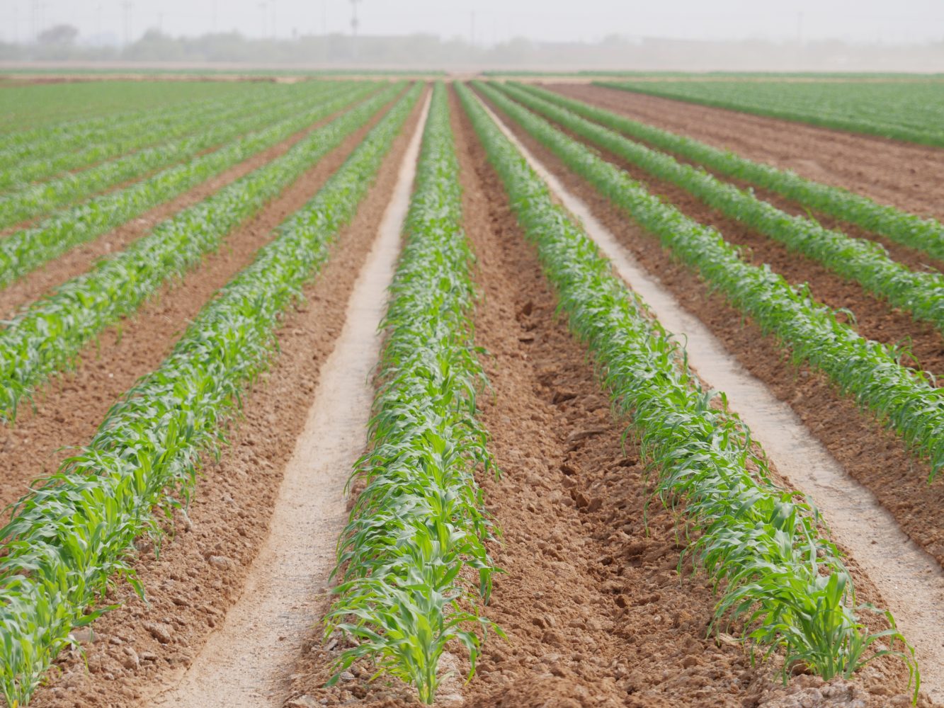 Growing With Rousseau Farming Company | O'Odham Action News