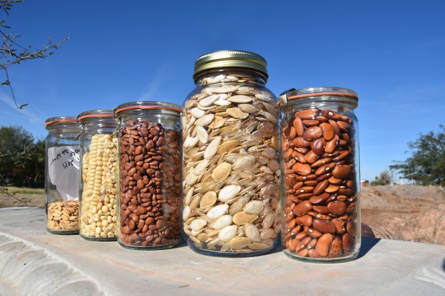 O’odham Reconnecting With Desert Plants: Creosote | O'Odham Action News