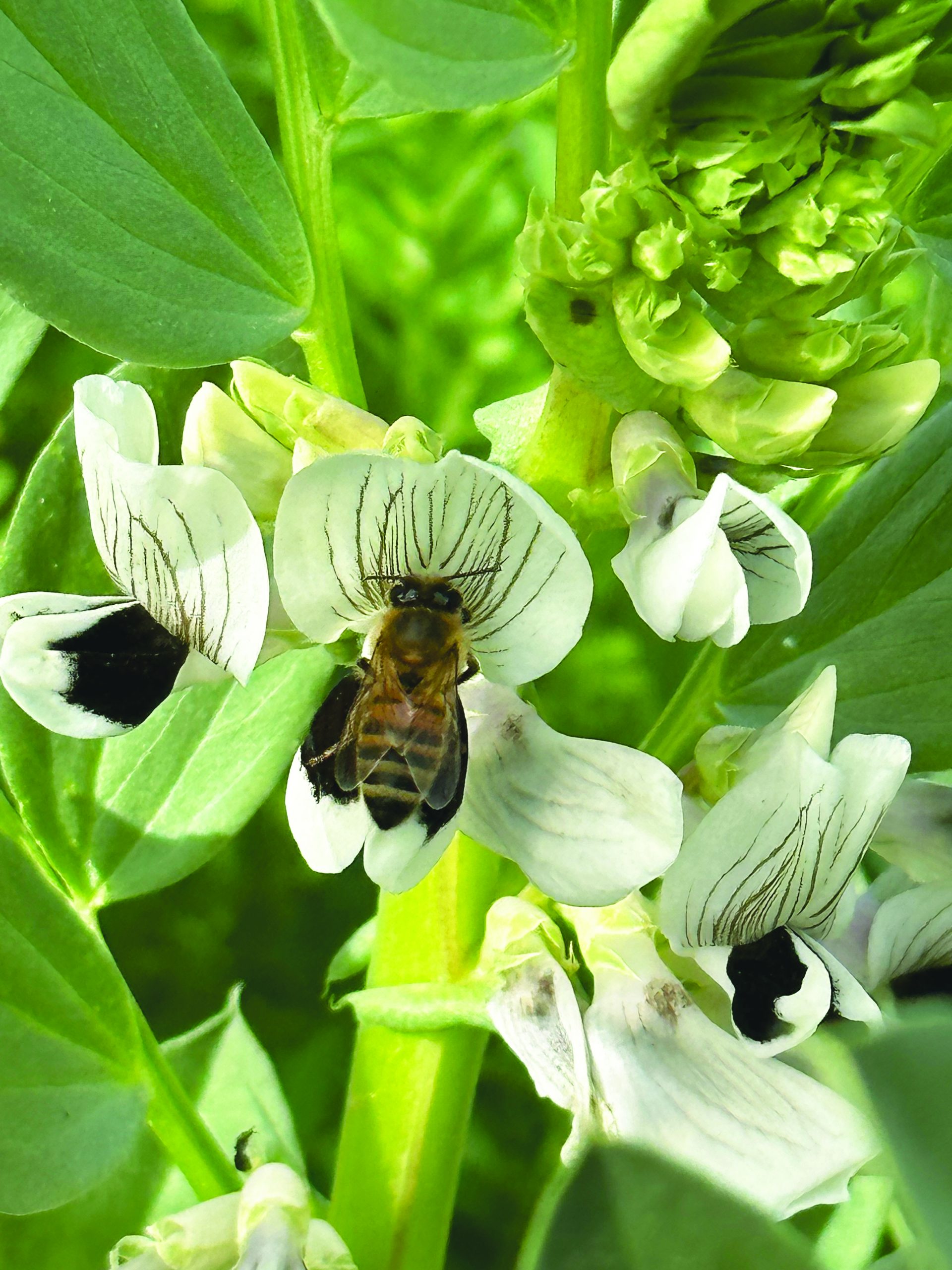 What to Plant in Your Garden During the Early Spring | O'odham Action ...