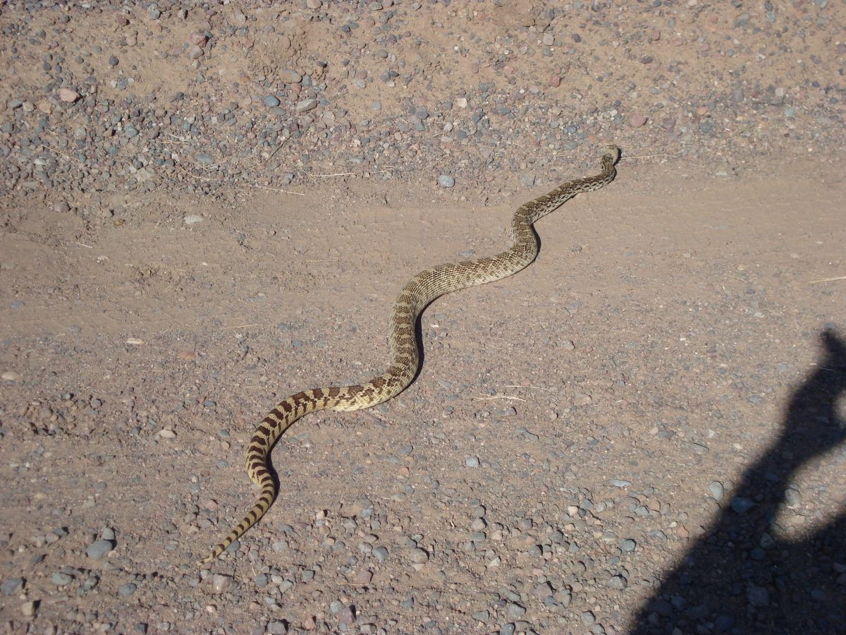 Snakes on the Range: The Three Most Common Snakes in the Community | O ...