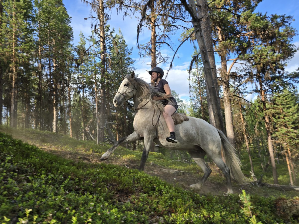 Wilderness in Lapland, Finland Home to SRPMIC Mustangs Nube and Akimel ...